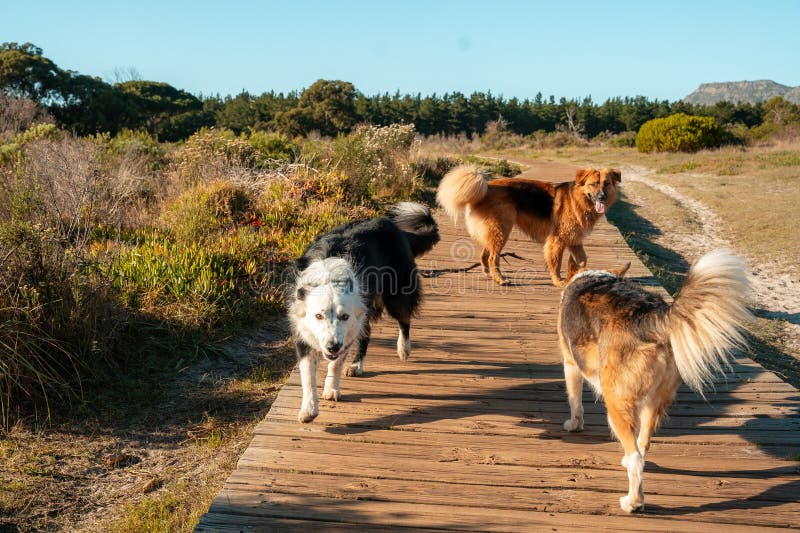 Three Dogs Walk on a Wooden Path Surrounded by Trees and Grass Under a ...