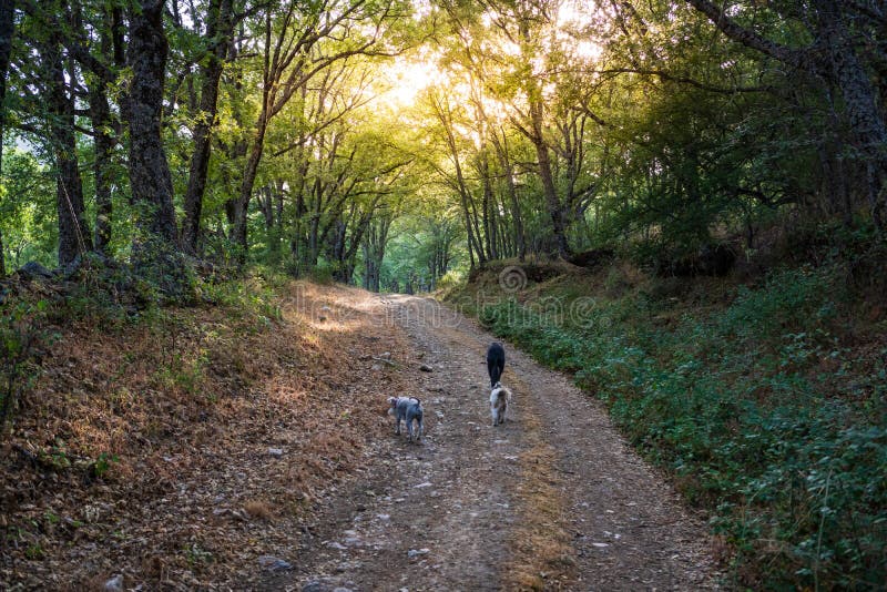 Three Dogs Walking on a Path through the Forest Stock Image - Image of ...