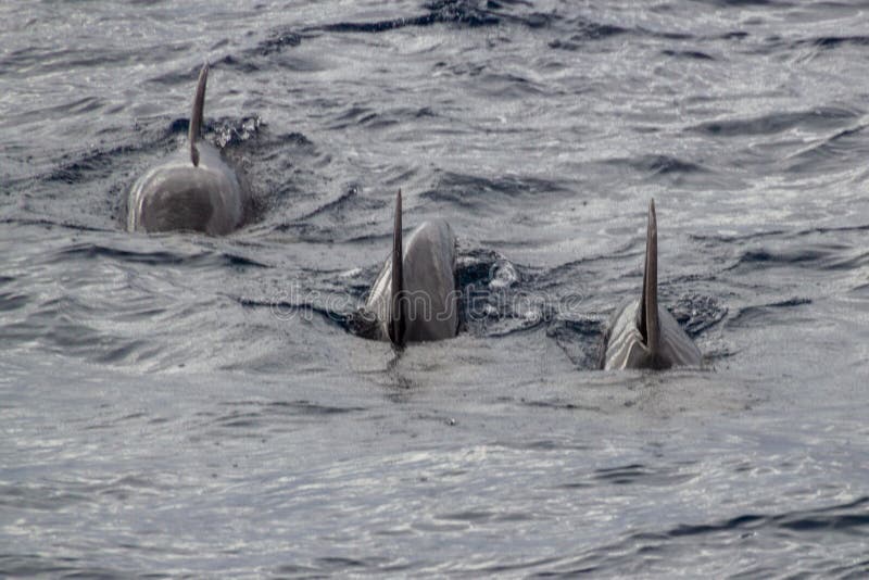 Three Dolphin Fins Approaching Stock Photo - Image of cold, outdoor ...