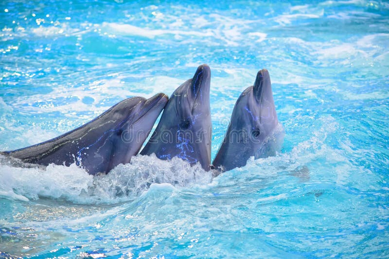 Three dolphin in the pool stock photo. Image of water - 78189224