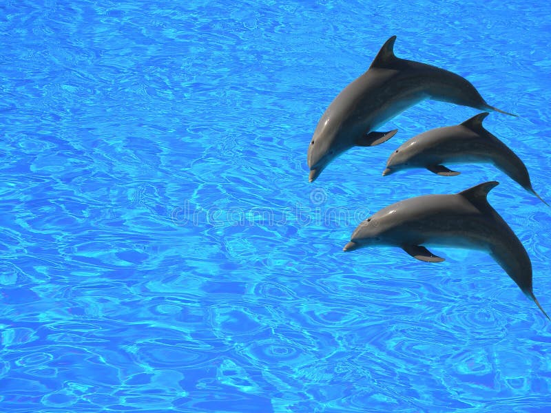 Three dolphins stock image. Image of swimming, play, dolphins - 3452419