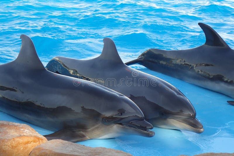 Three dolphins are resting stock photo. Image of dolphins - 128562666