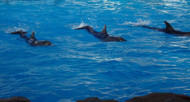 Three Dolphins are Swimming Stock Photo - Image of swim, natural: 128562774