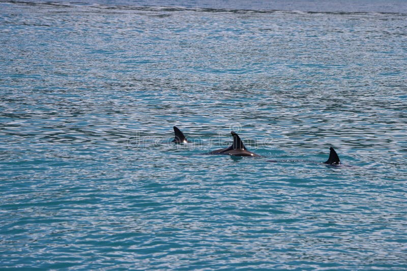 Three Dolphins Swimming in Sea Stock Image - Image of three, animal ...