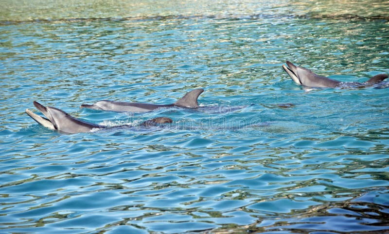 Three dolphins in water stock photo. Image of leaping - 139522634