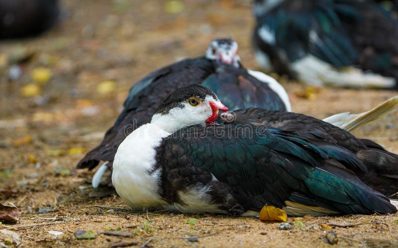 Three Domestic Muscovy Ducks are Sitting.Red Face Muscovy Ducks Stock ... Three Domestic Muscovy Ducks are Sitting.Red Face Muscovy Ducks Stock ...