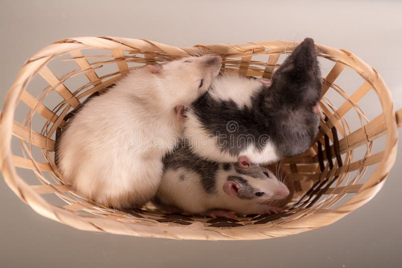 Three Domestic Rats in a Basket Stock Image - Image of animals, object ...