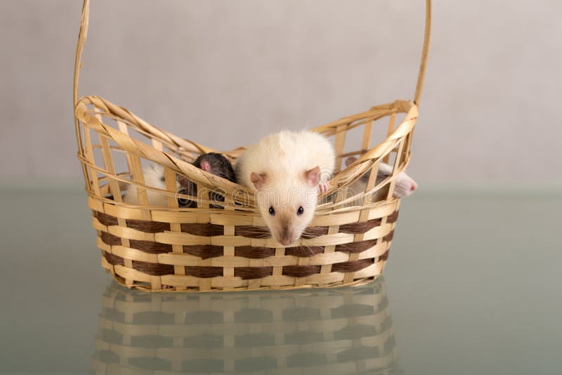 Three Domestic Pigs in a Hay Pile Facing the Camera Stock Image - Image ...