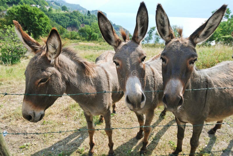 Donkey in the Italian Dolomites Seen on the Hiking Trail Col Raiser ...
