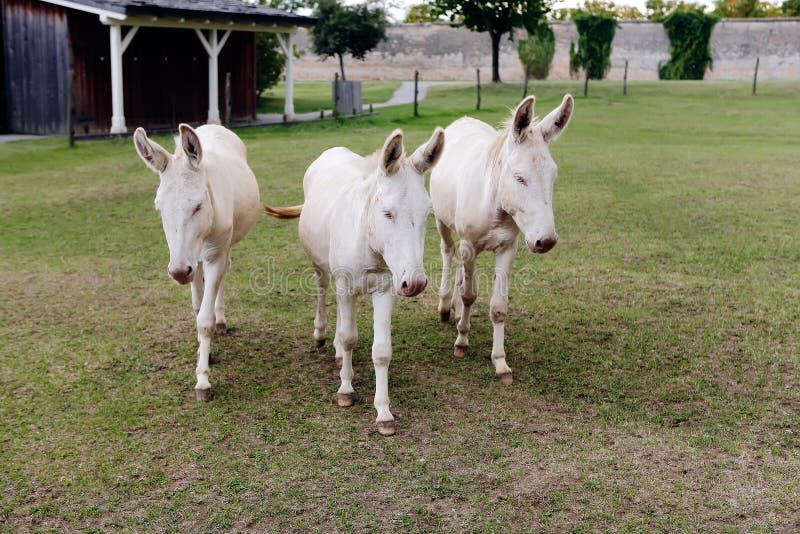 Three donkeys stock image. Image of field, family, child - 28536903