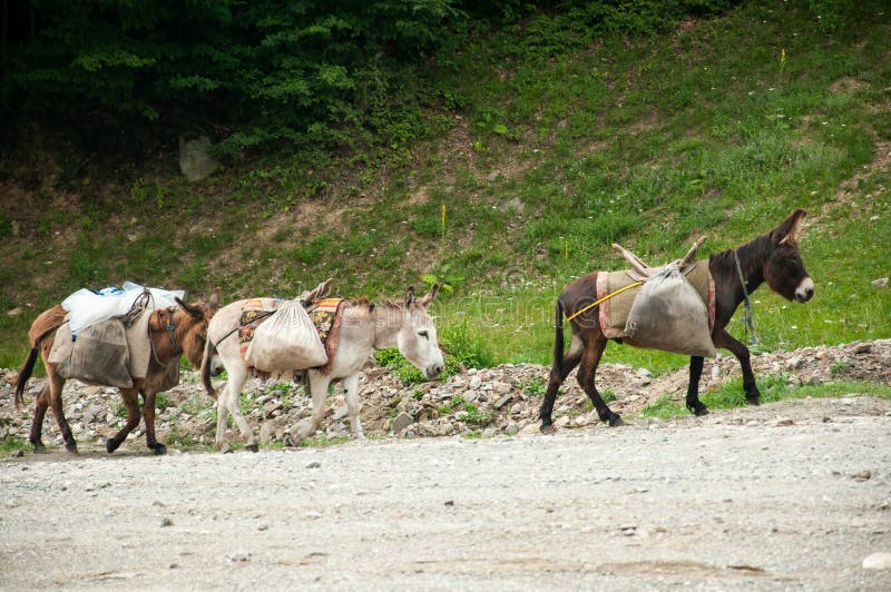 Three Donkeys Carrying Loads Stock Photo - Image of travel, carry: 28790606