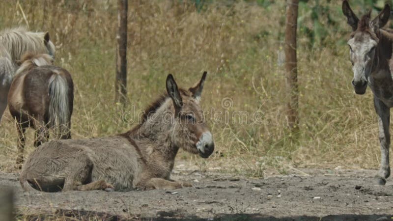 Three Donkeys are in a Field, One of Which is Laying Down Stock Footage ...