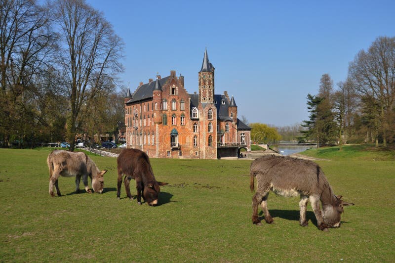 Donkeys Grazing in a Front of the Castle Stock Image - Image of grass ...
