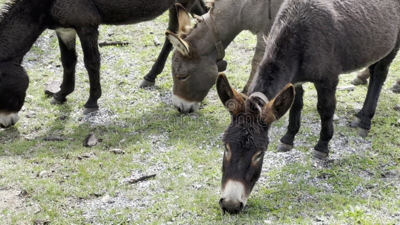 Donkeys with Leather Collars Eating from a Grass Field. Stock Video ...