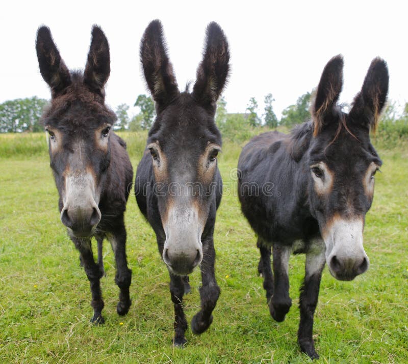 Three donkeys on a meadow stock image. Image of curious - 65862495