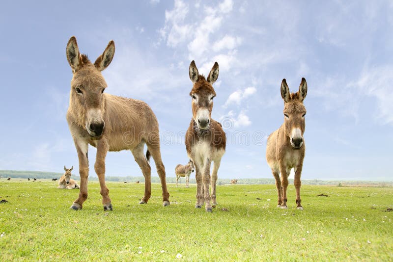 Three Donkeys on the Meadow Stock Image - Image of rest, fertility ...