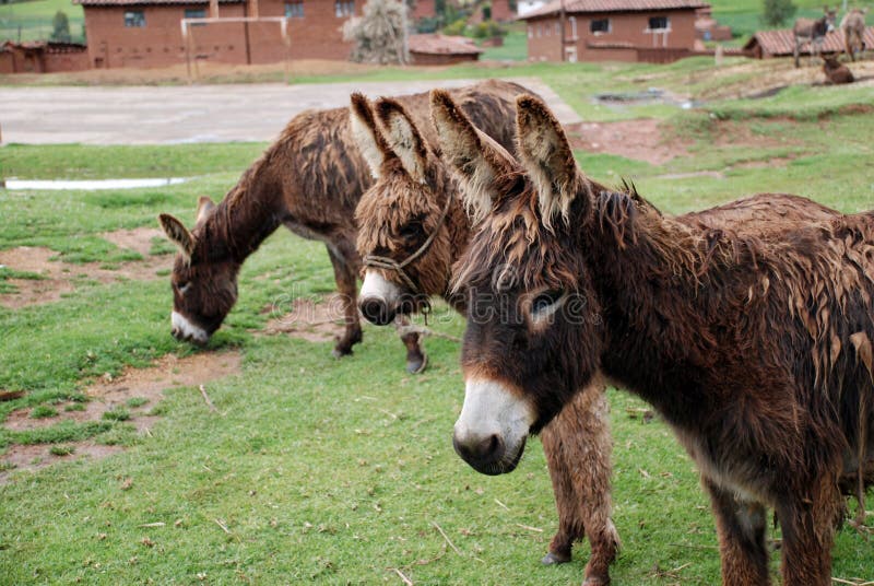 Three Donkeys Carrying Loads Stock Photo - Image of travel, carry: 28790606