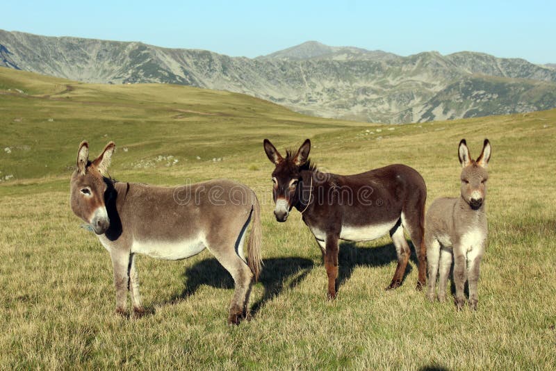 The three donkeys stock photo. Image of expressiveness - 124625022