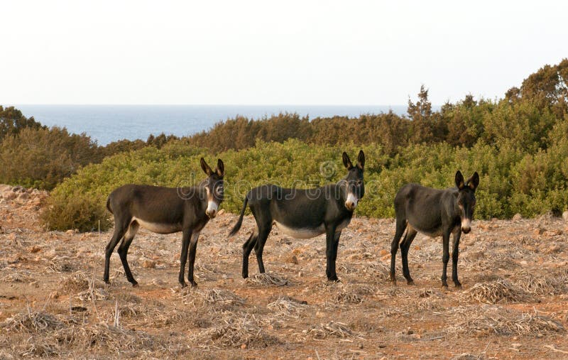 Three Donkeys stock photo. Image of donkeys, karpaz, italy - 41360526