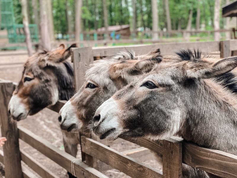 Three Donkeys in the Zoo Look One Way. Photography of Animals Stock ...