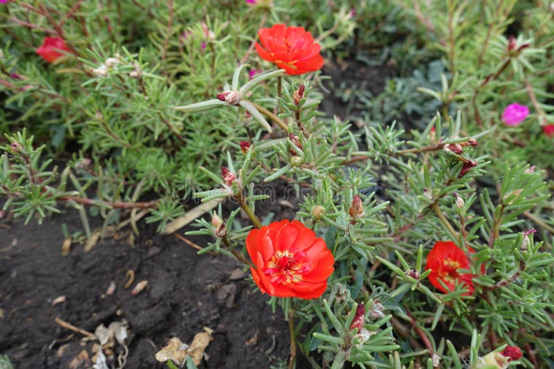 Three Double Red Flowers of Portulaca Grandiflora Stock Photo - Image ...