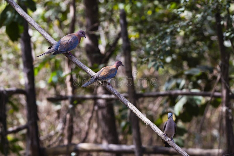 Three doves on branch stock image. Image of colorful - 161077783