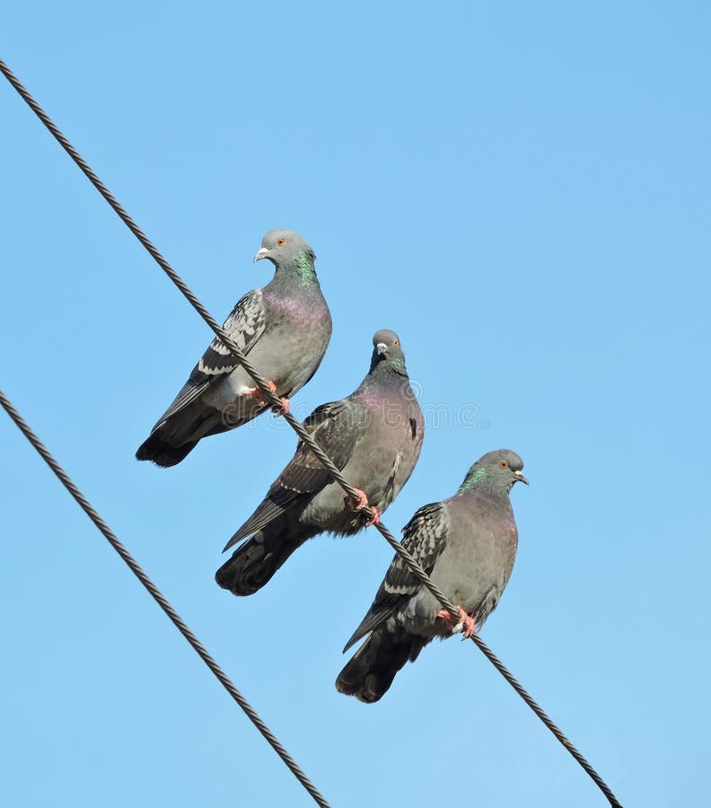 Three doves stock photo. Image of lithuania, three, shining - 62465362