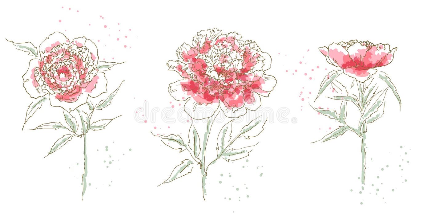 Simple Peony Stock Illustrations – 10,461 Simple Peony Stock ...