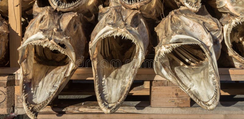 Three Dried Fish Heads from Cod Stacked on a Pallet Stock Image - Image ...