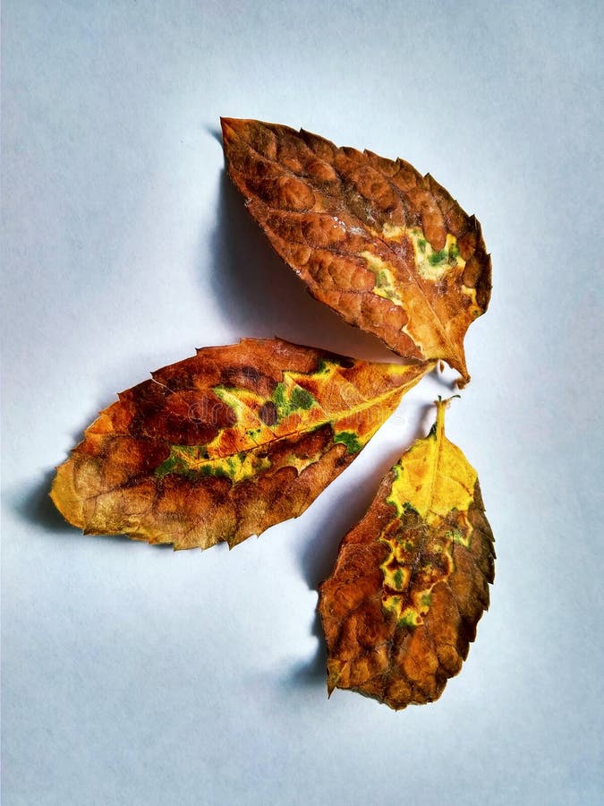 360 Dried Medlar Stock Photos - Free & Royalty-Free Stock Photos from ...