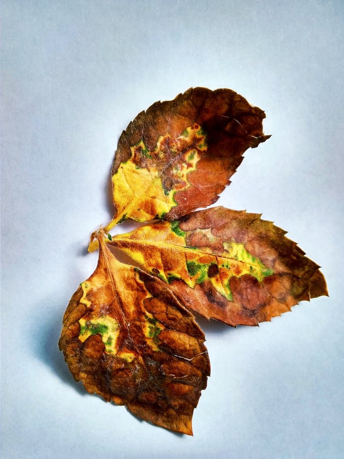 Three Dried Leaves of Medlar on a White Background Stock Image - Image ...