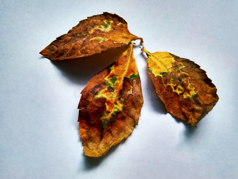 Three Dried Leaves of Medlar on a White Background Stock Image - Image ...