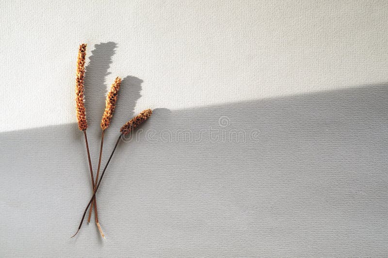 Dried, Flowering Plantain Stems Stock Photo - Image of drying, bloom ...
