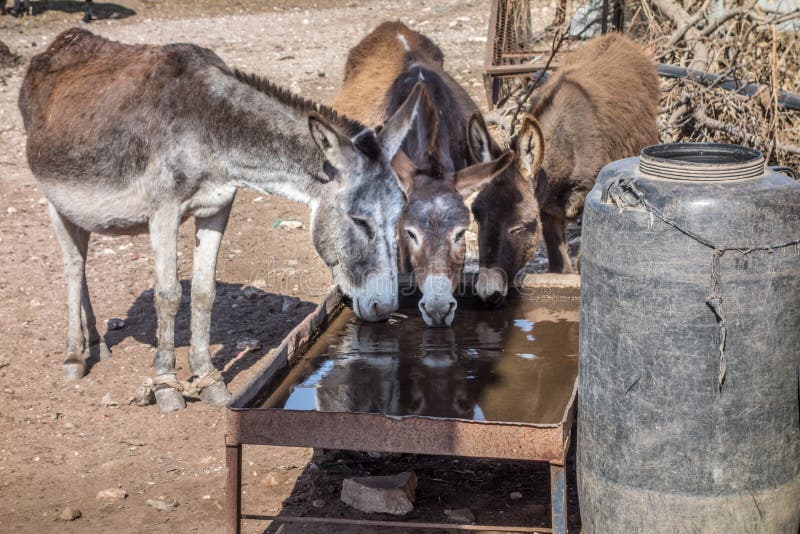 Donkeys drinking water stock photo. Image of nature, drink - 84273962