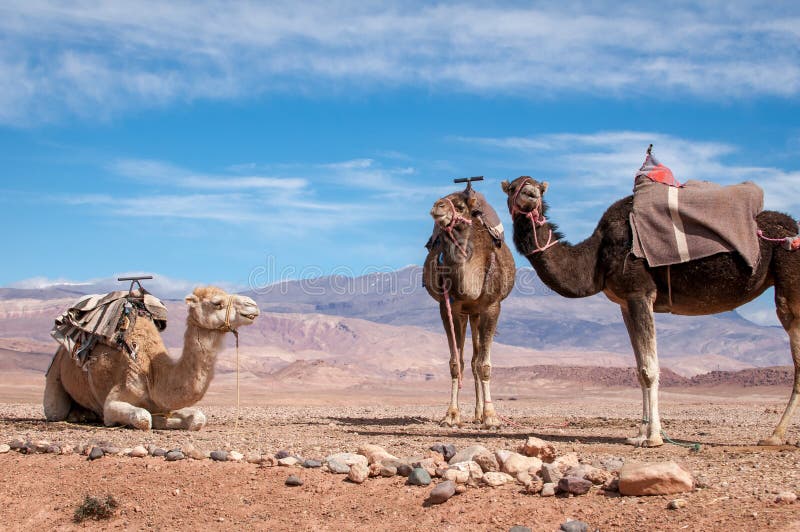 Traditional Dromedaries in Moroccan Desert Stock Image - Image of dusty ...
