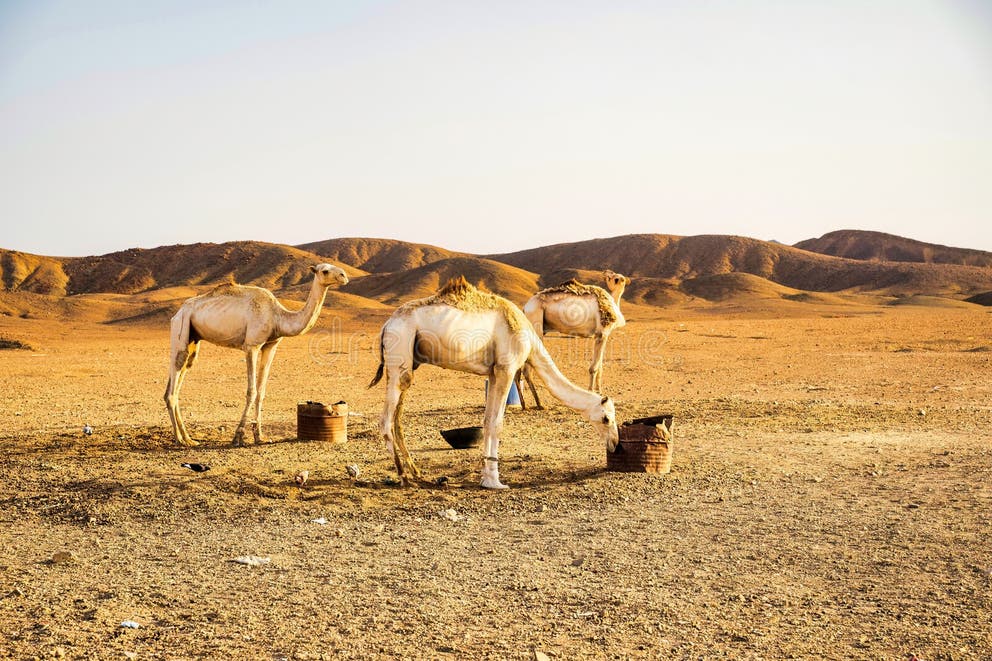 Three Dromedary Camels in the Golden Egyptian Desert, One Drinking from ...