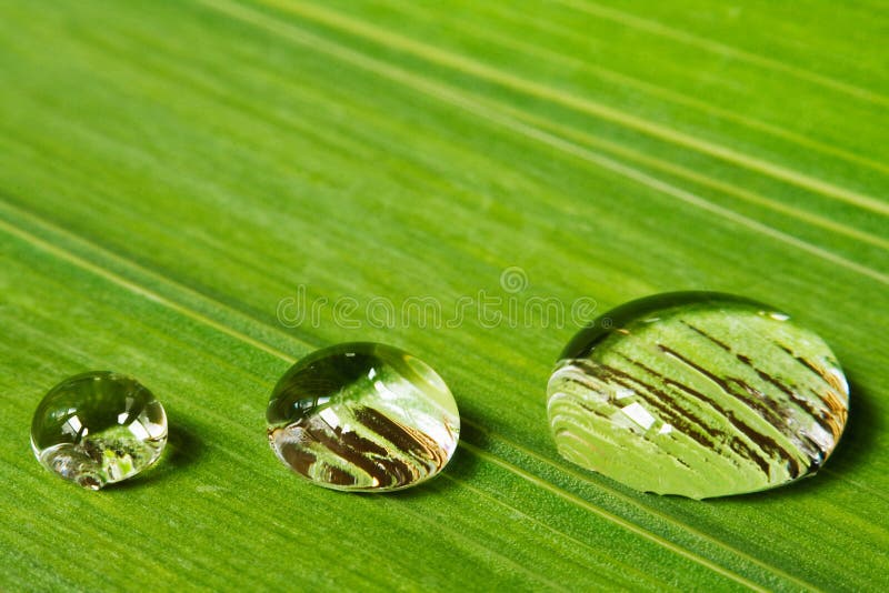 Three Droplets on Leaf Background Stock Photo - Image of profit ...