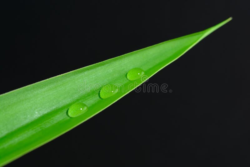 Three droplets stock image. Image of triple, droplets - 35591959