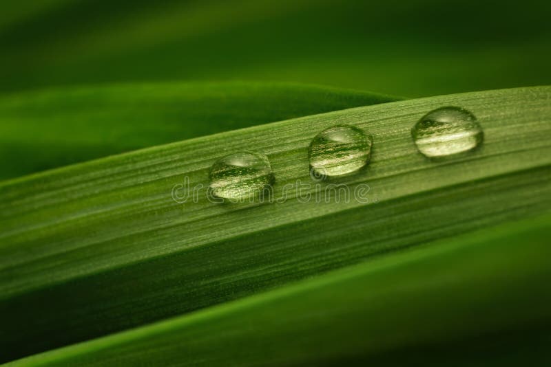 Three Drops of Water on a Green Leaf Stock Image - Image of beautiful ...