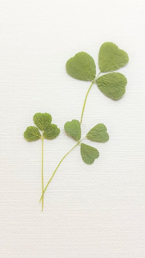 Three Dry Clover Leaves on White Paper Stock Photo - Image of leaves ...