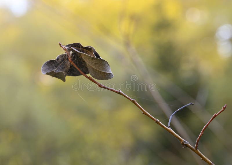 Three Dry Leaves at the End of a Tree Branch with Light Threads of ...