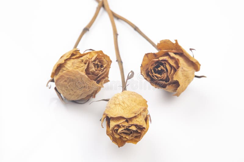 Three Dry Rose on White Background Stock Photo - Image of petal, anniversary: 243322198