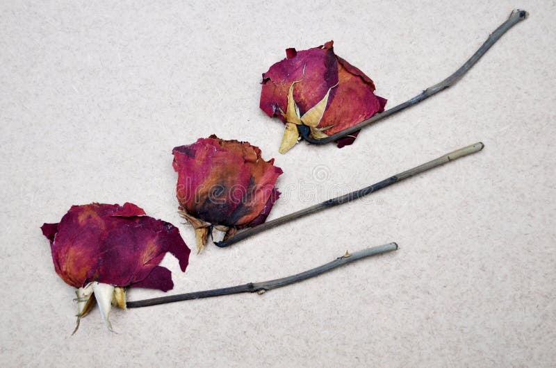 Three dry roses stock image. Image of sadness, melancholy - 65674303