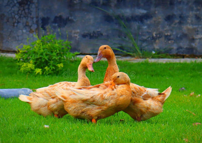 Three Duck Standing on School Ground Stock Photo - Image of ground ...