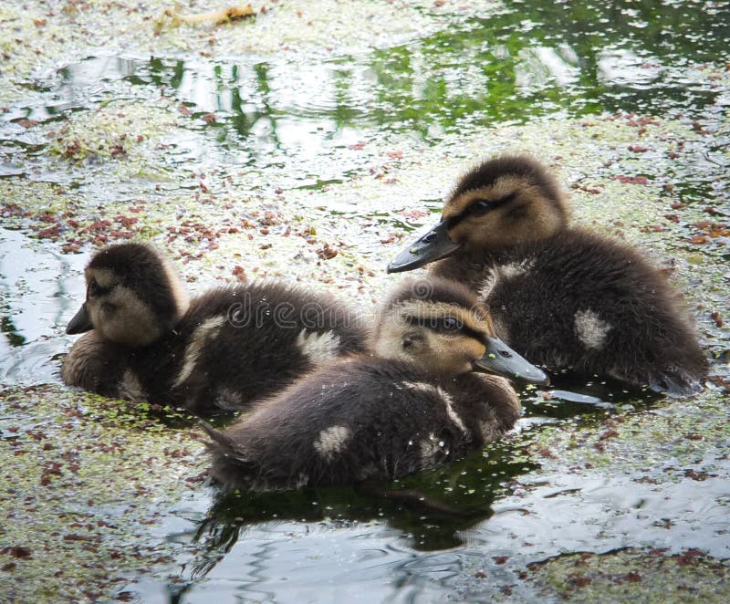 Three ducklings stock photo. Image of duck, bird, weed - 42495476