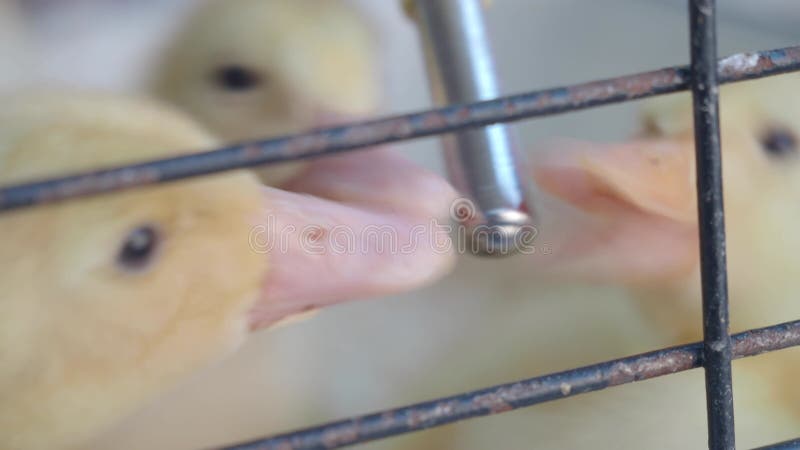 Ducks Enjoying Water from a Feeding System in a Farm Setting Stock ...