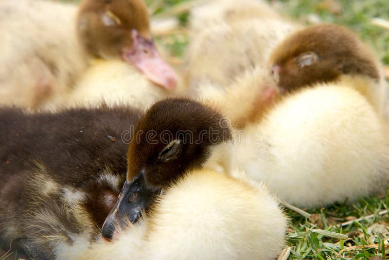 Three ducklings sleeping stock photo. Image of fluffy - 2387650