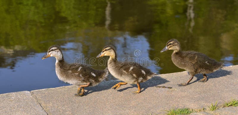 Three ducklings walking stock image. Image of brown, juvenile - 79093569