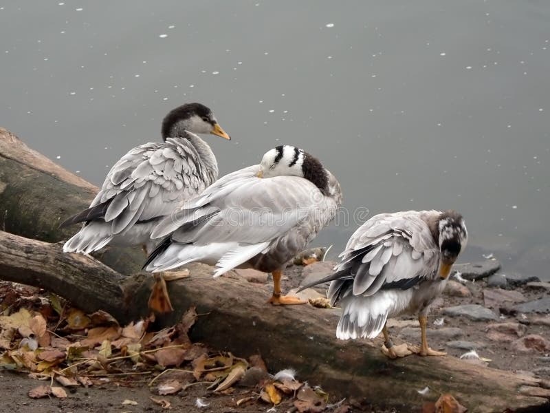 Three Ducks Picture. Image: 2509852