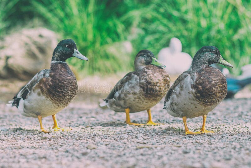 Three ducks. stock photo. Image of natural, waterbird - 87159720